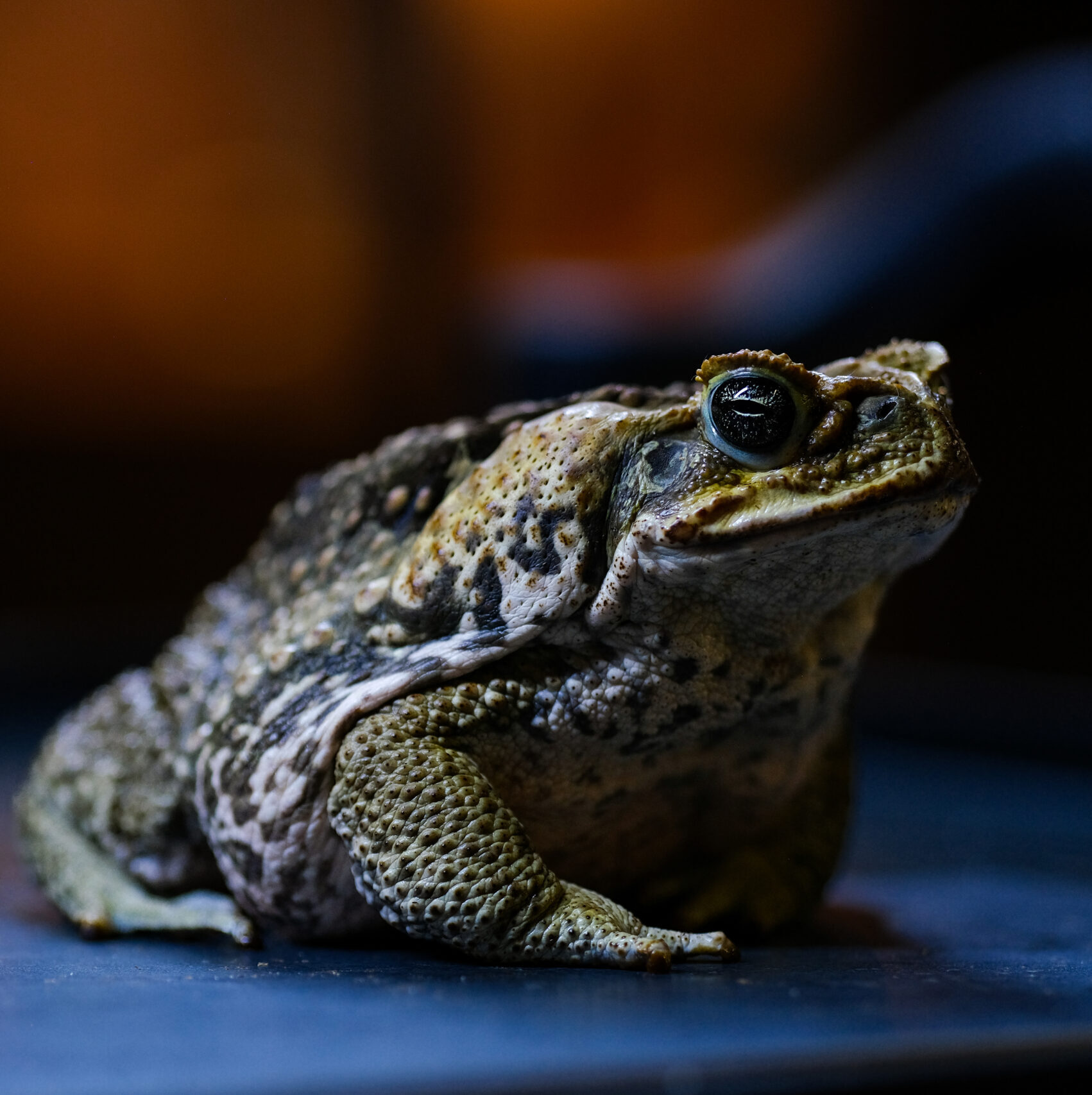 ROPUCHA AGA (Rhinella marina) – Sklep Wild Life
