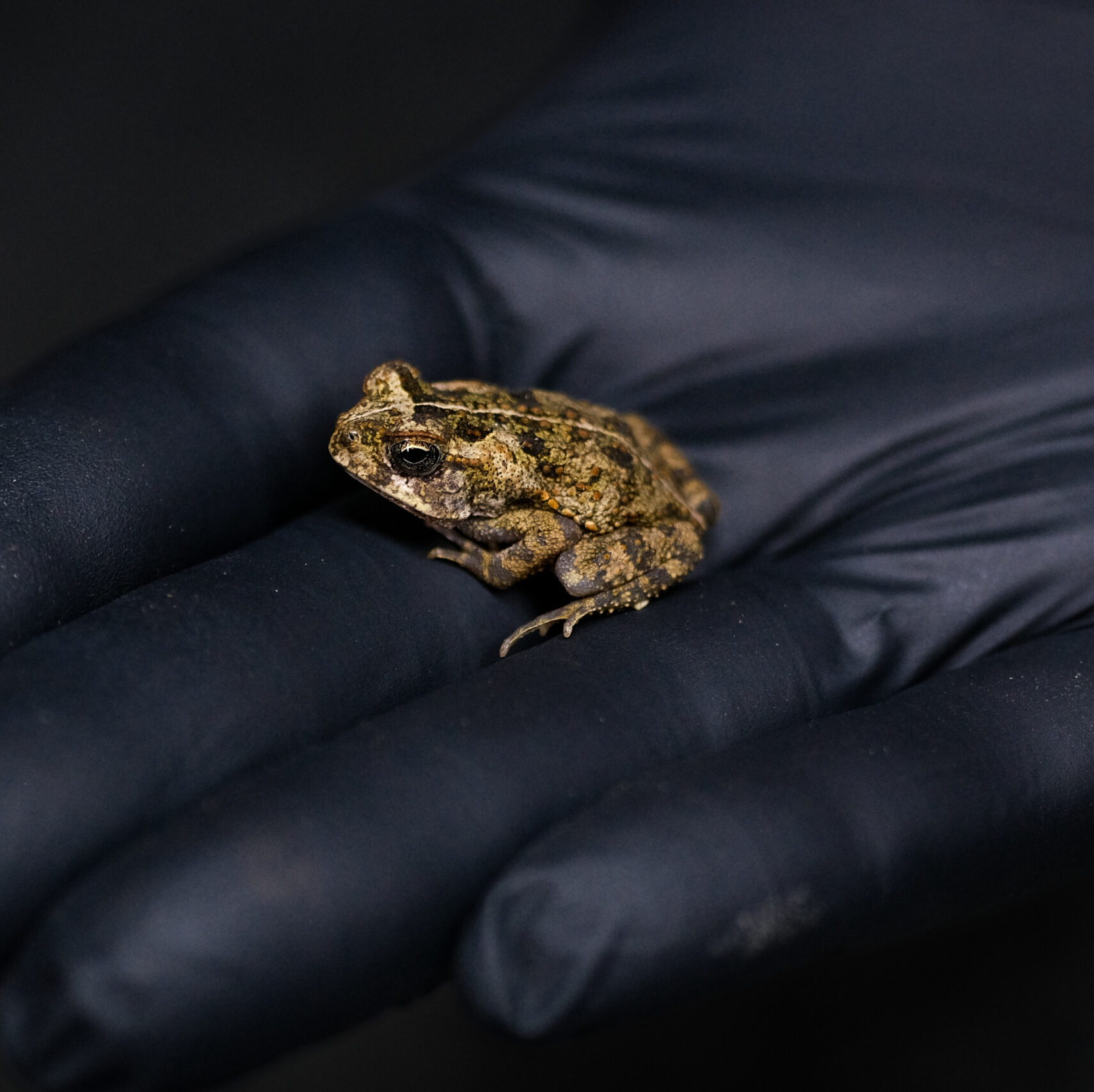 ROPUCHA AGA (Rhinella marina) – Sklep Wild Life